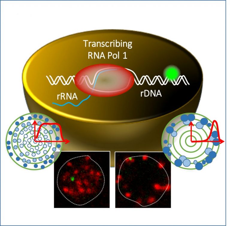 L'INMG - INMG - PGNM